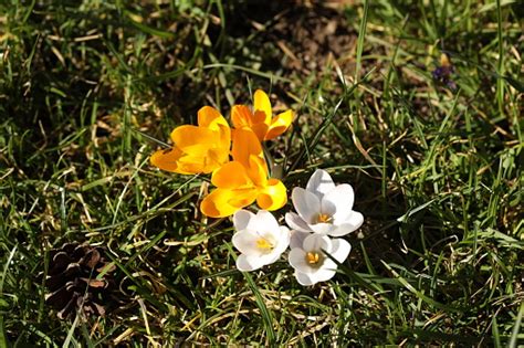 녹색 잔디의 배경에 피는 악어 햇빛 에 자연의 봄 각성 과일 식물의 수분 즐거운 분위기 도시 조경 디자인의 녹지 공간입니다 사프란 따기 0명에 대한 스톡 사진 및 기타