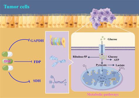 双硫仑的免疫调节功能和抗肿瘤作用：为新型癌症疗法铺平道路 Hormones And Cancer X Mol