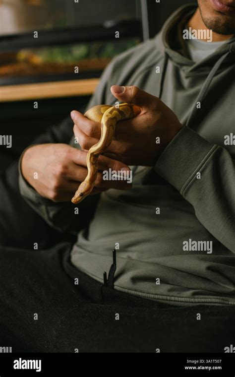 albino ball python exploring while being gently held by its owner stock