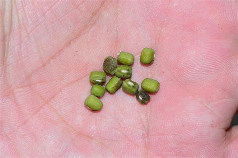 Vigna Radiata Picturethis