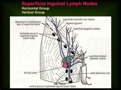 Ppt Lower Limb Powerpoint Presentation Free Download Id 199058