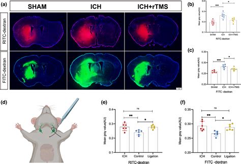 Rtms Improves The Outflow Of Ritc‐dextran And Fitc‐dextran In Brain Download Scientific Diagram
