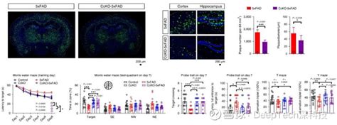 厦大团队提出治疗阿尔茨海默症新策略，揭示小胶质细胞的糖脂代谢原理，有望成为新型药物的干预型靶细胞 “小胶质细胞是一种 Aβ 清除细胞，非常有潜力成为阿尔茨海默药物的干预型靶细胞。我们团队秉持
