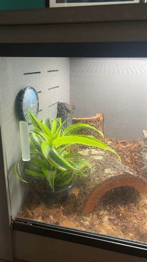 Ball Python Weird Behaviour Rreptiles