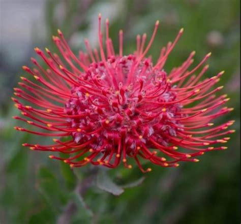 Leucospermum Red Phantom 140mm The Garden Feast