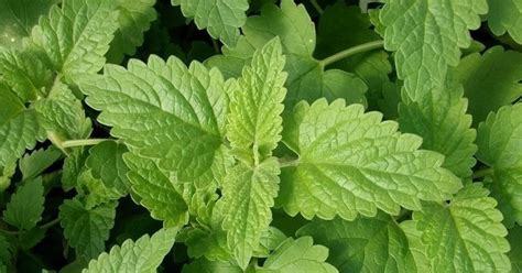 Catnip Plant Mosquito Repellent
