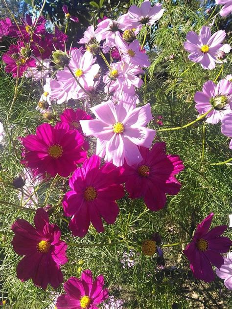 ლიკას ყვავილები