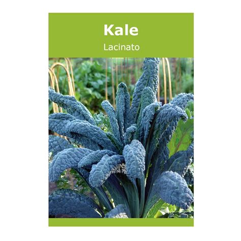 Kale Lacinato My Organic World