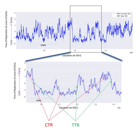 Video Genome Wide Determination Of Mammalian Replication Timing By Dna Content Measurement