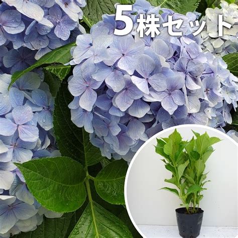 【楽天市場】 送料無料 【5本セット】 アジサイ（青） 樹高03m前後 15cmポット 青花 アオ あじさい 紫陽花 西洋アジサイ 苗木 苗