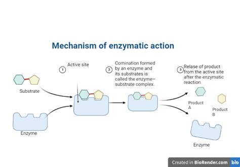 Enzyme Definition Insight Enzyme Databases Almac