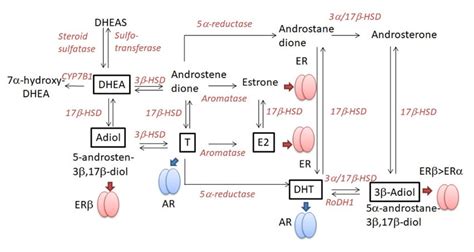 Dehydroepiandrosterone Dhea Metabolizing Pathway Dheas