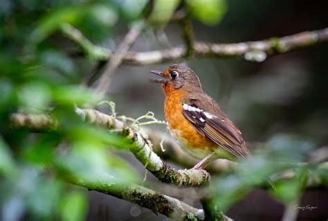Orange Ground Thrush Birdlife South Africa