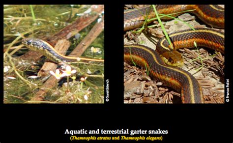 Chapter Speciation And Macroevolution Flashcards Quizlet