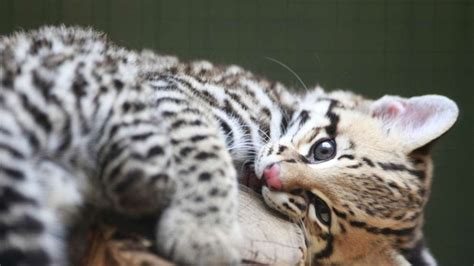 Ozelot-Babys: Seltener Zuchterfolg im Zoo