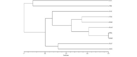 Upgma Cluster Analysis Of 10 Colletotrichum Falcatum Accessions With Download Scientific