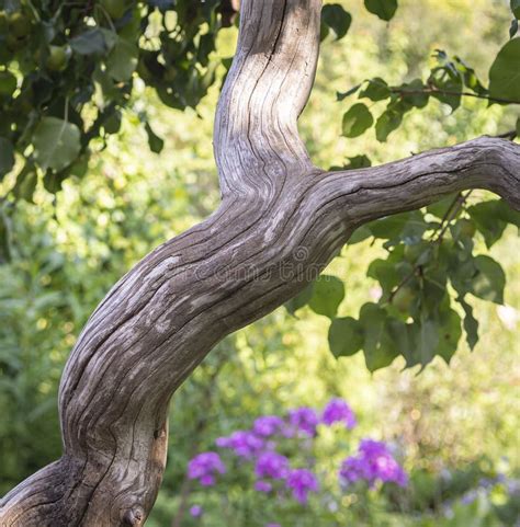 Trumk Texture Stock Photos Free Royalty Free Stock Photos From