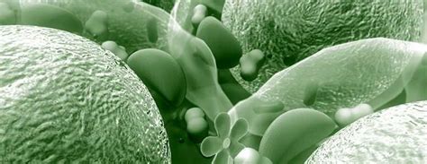 Beta Cell Failure May Contribute To Type 2 Diabetes