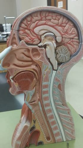 Respiratory Anatomy Flashcards Quizlet