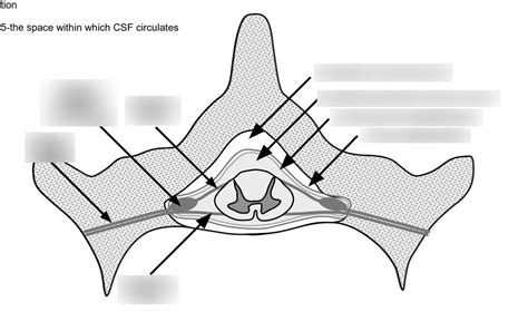 Cross Sections 2 Diagram Quizlet
