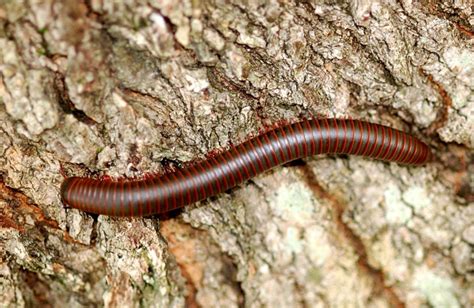 Las Mejores Fotos De Animales Invertebrados 【 Imágenes