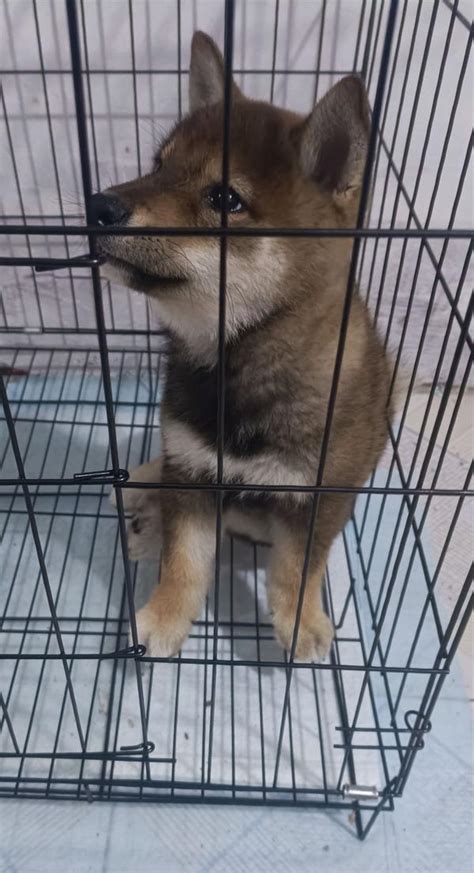 帮忙看看，这是胡麻柴犬？我真歪打正着买着了 知乎