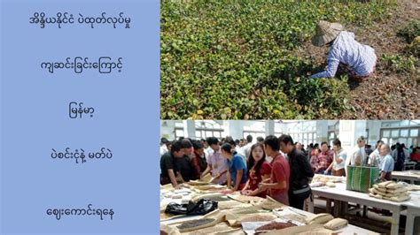 အိန္ဒိယနိုင်ငံ ပဲထုတ်လုပ်မှု ကျဆင်းခြင်းကြောင့် မြန်မာ့ ပဲစင်းငုံနဲ့ မတ