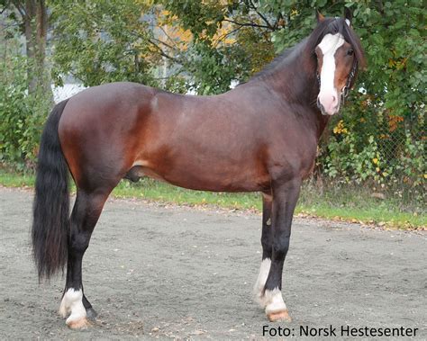 Overvik Prinsen Breedly