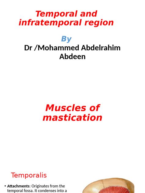 Temporal And Infratemporal Region Pdf Human Anatomy Human Head And Neck