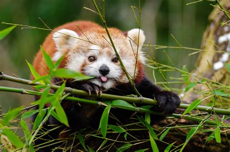 Pandas Head Dan Tail Basang Data