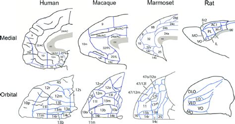 Comparison Of Medial And Orbital Views Of The Prefrontal And Cingulate