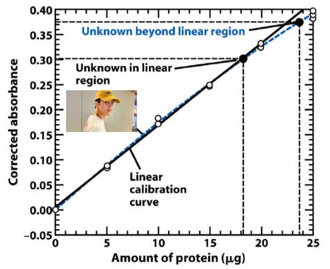 🥑 Midterms Lab Flashcards Quizlet