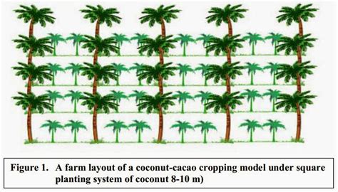 Pinoy Chocophile Intercropping Coconut And Cacao