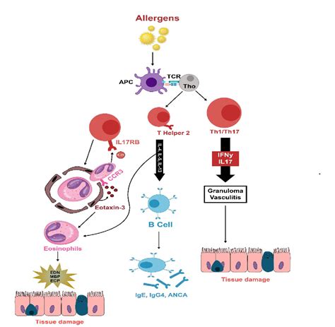 Figure 2 From Exploring The Immunopathology Of Type 2 Inflammatory Airway Diseases Semantic