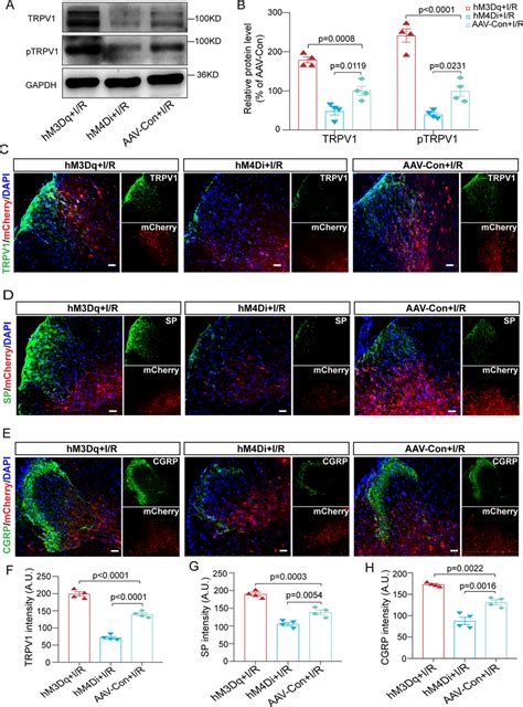Gq And Gi Dreadd Regulate Trpv1 Activation And Neuropeptide Release In Download Scientific