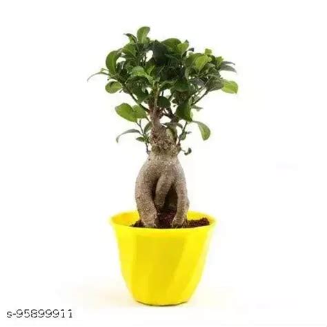 Enrich Plants® Bonsai Ficus Live Plant Air Purifying Home Décor