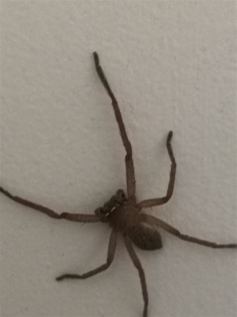 Do Any Spiders Have 6 Legs How To Identify And Misidentify A Brown