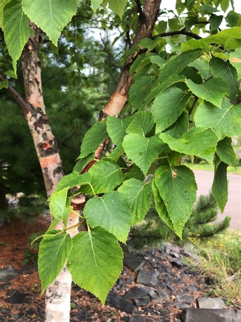 Paper Birch Tree Leaves