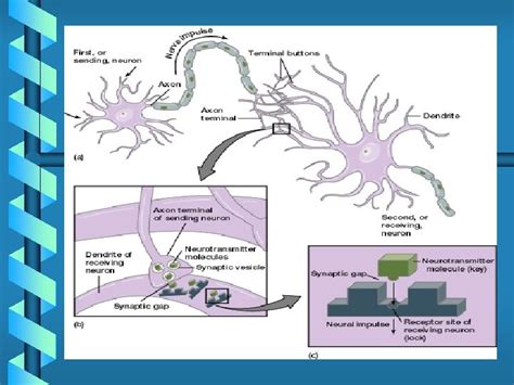 What Is A Neuron The Neuron B A