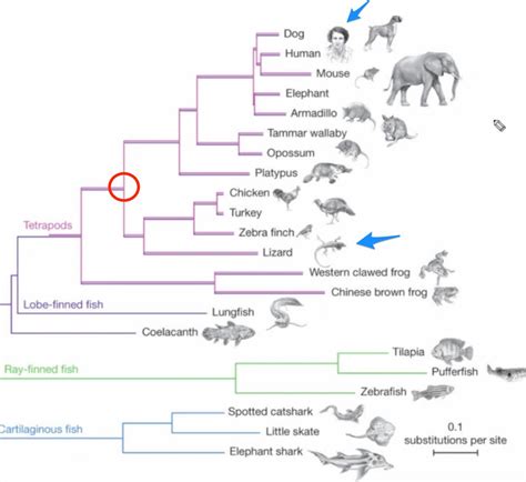 genetics what s the most recent common ancestor of reptiles and