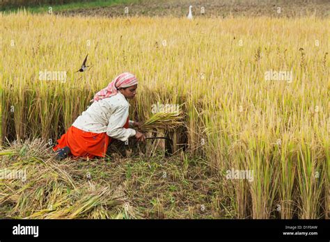 Rice Plant Harvest