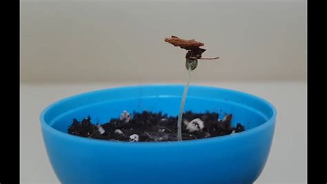 로즈마리를 키워 보자 002 흙에서 씨앗 발아하기 Youtube