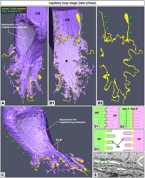 Podocytes In The Late Phase Of Capillary Loop Stage A The Primitive Download Scientific