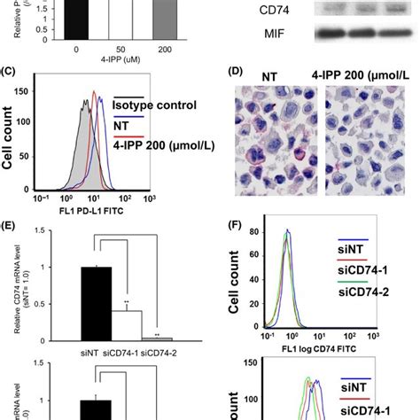 Macrophage Migration Inhibitory Factor Mif‐cd74 Interaction Regulates Download Scientific
