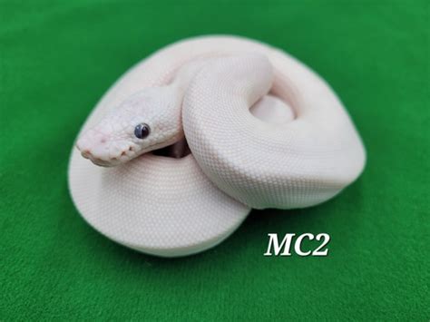 Mystery Bel Ball Python By Ball In Hand Pythons Llc