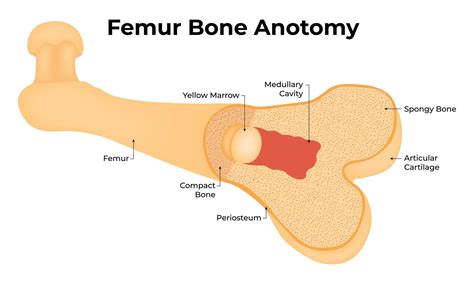 Femur Bone Anatomy Science Design Illustration Diagram 45756095 Vector