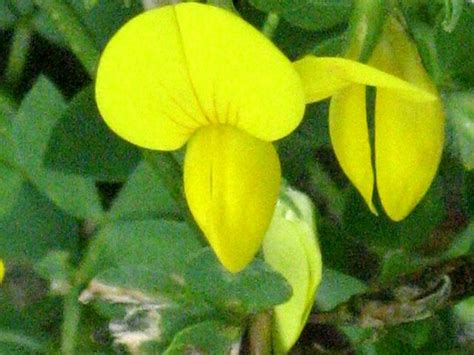 Lotus Japonicus Lotus Japonicus Flower Database