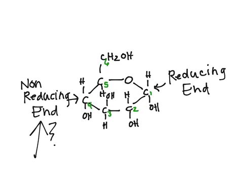 Glycogen Structure Reducing Ends