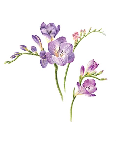 Иллюстрация Фрезии в стиле живопись