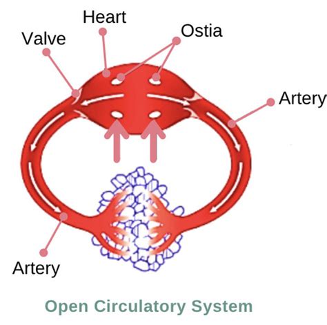 Open Circulatory System Vs Closed Circulatory System Flashcards Quizlet